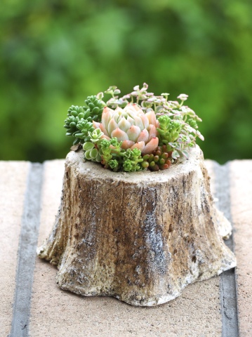 9/3・17「はじめてのモルタルデコ® 切り株の多肉鉢(全2回)」開講決定いたしました｜神奈川県で習い事なら、JEUGIAカルチャーセンターテラスモール湘南（神奈川県藤沢市辻堂｜湘南）